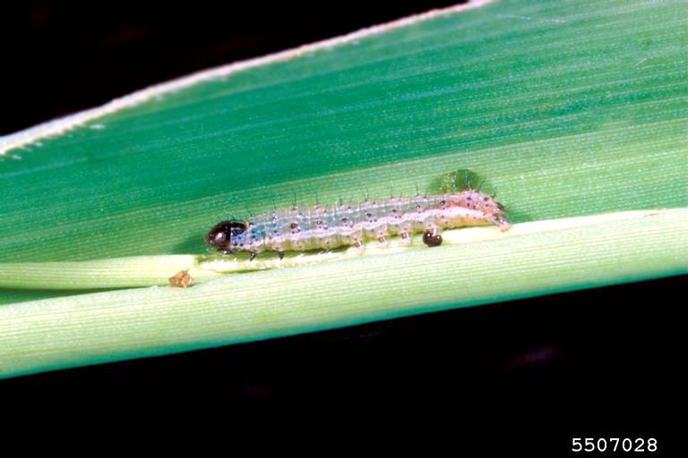fall armyworm (Spodoptera frugiperda)