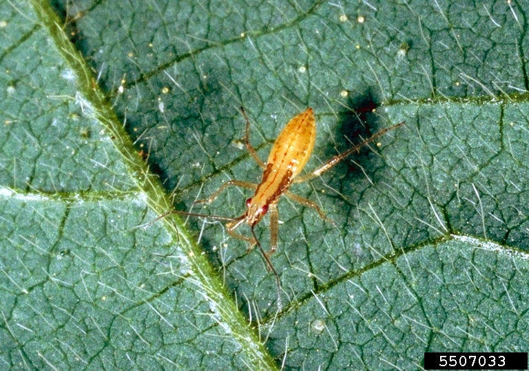 common damsel bug (Nabis americoferus)