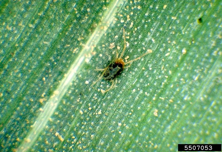 brown wheat mite (Petrobia latens)