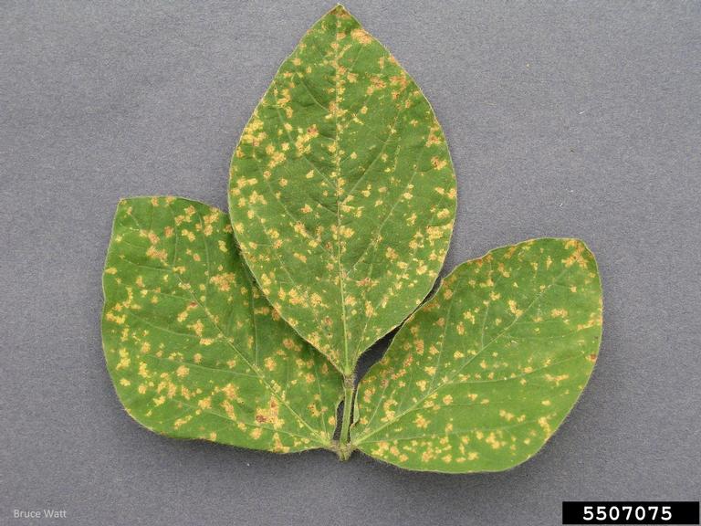 downy mildew (Peronospora manshurica (Naumov) Syd. In Gaum.)