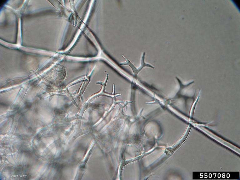 downy mildew (Peronospora manshurica)