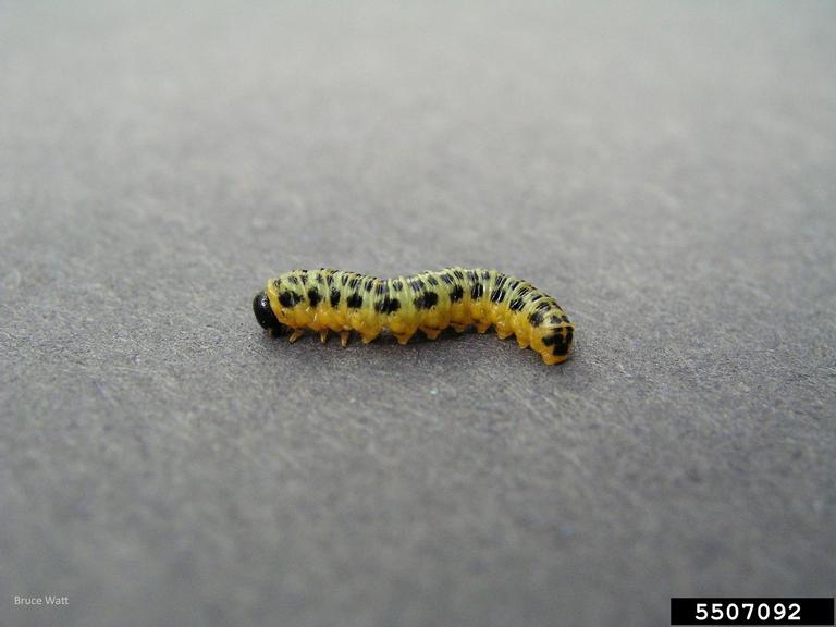 dogwood sawfly (Macremphytus tarsatus)