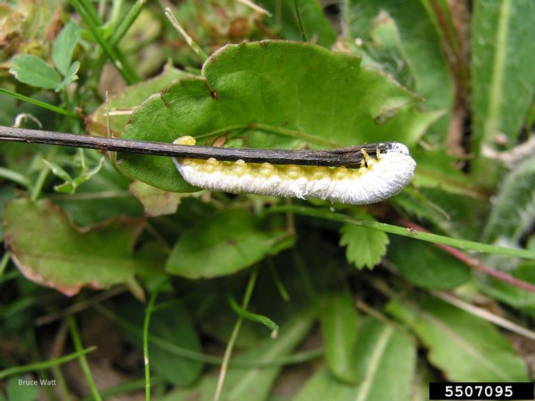 dogwood sawfly (Macremphytus tarsatus)