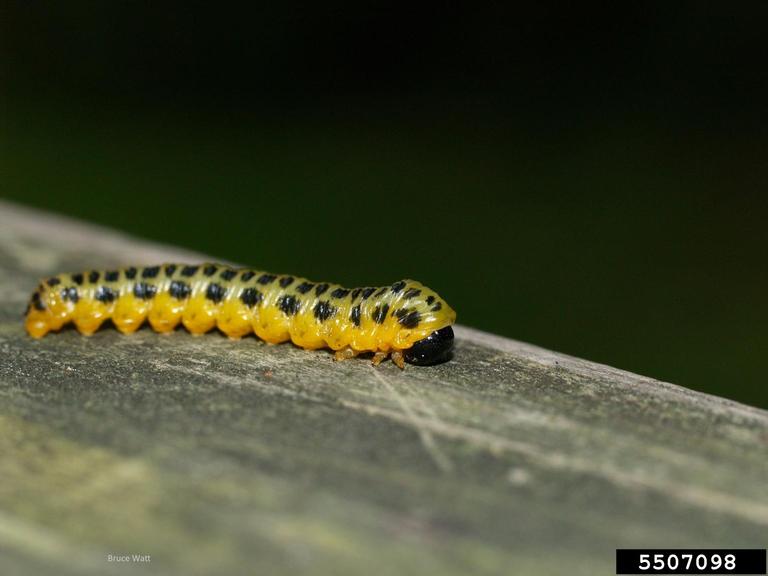 dogwood sawfly (Macremphytus tarsatus (Say))