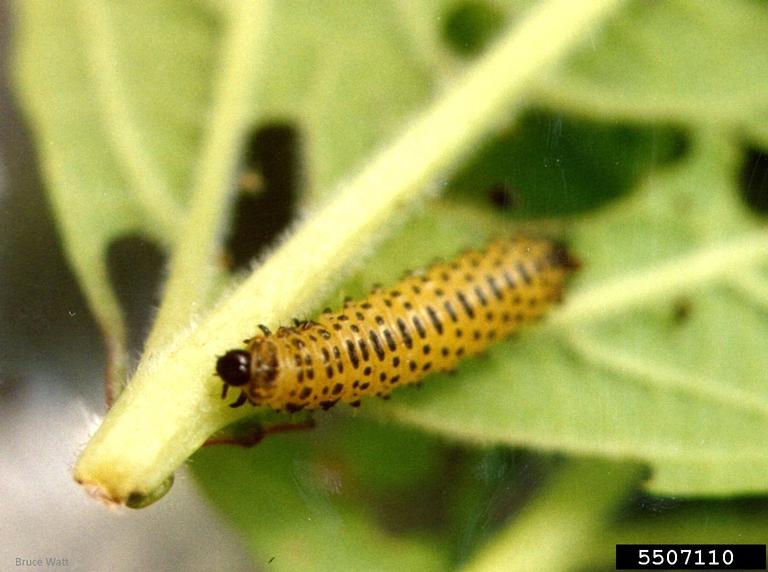 viburnum leaf beetle (Pyrrhalta viburni)