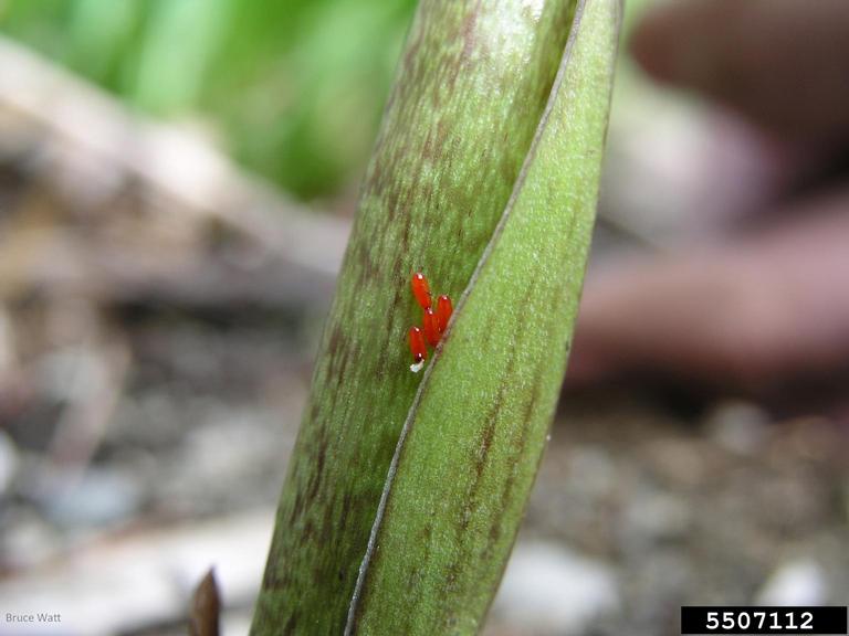 lily leaf beetle (Lilioceris lilii (Scopoli, 1763))