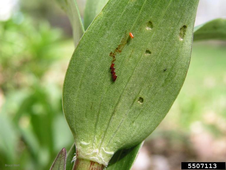 lily leaf beetle (Lilioceris lilii)