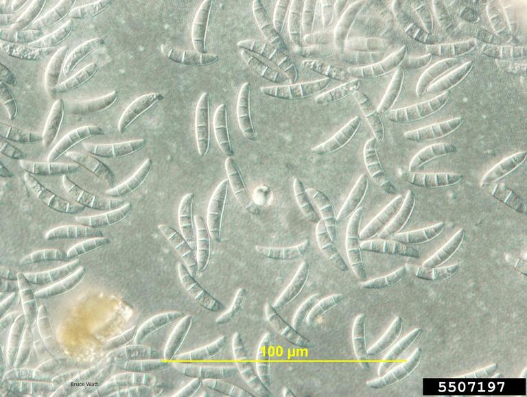 Fusarium wilts, blights, rots and damping-off (Genus Fusarium)