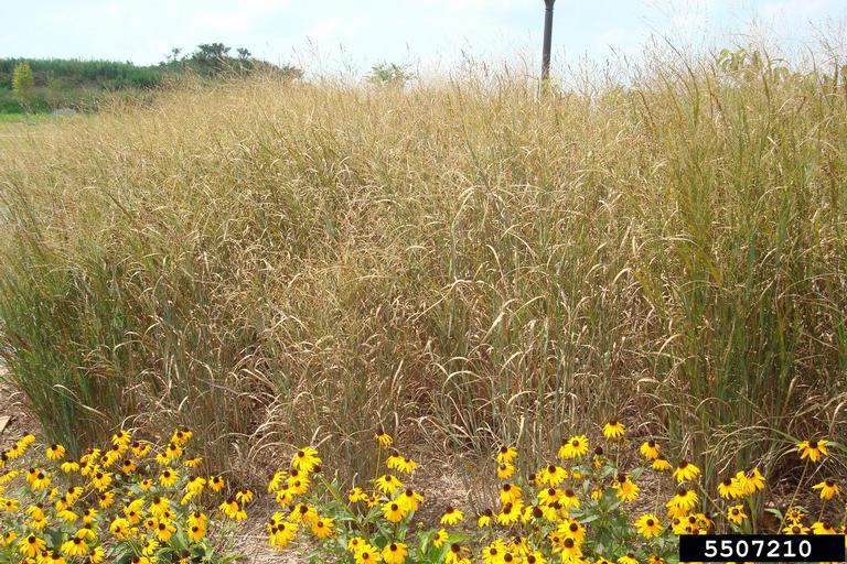 Switchgrass rust (Puccinia emaculata)