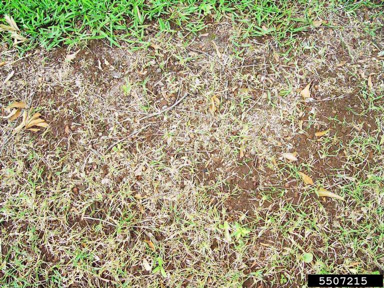 take-all root rot (Gaeumannomyces graminis var. graminis (Sacc.) Arx ...