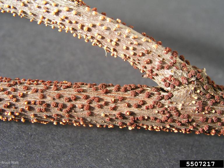 Nectria canker (Nectria cinnabarina (Tode) Fr.)