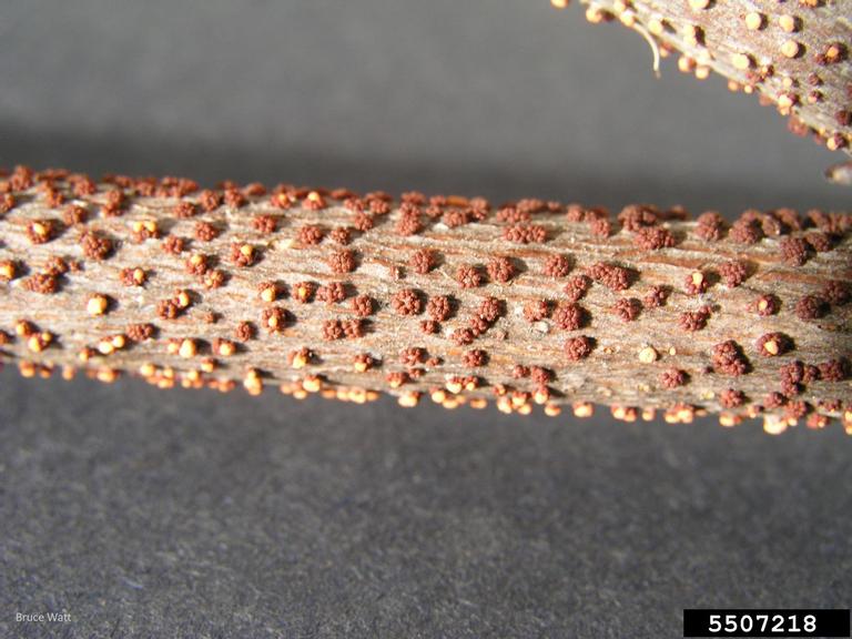 Nectria canker (Nectria cinnabarina (Tode) Fr.)