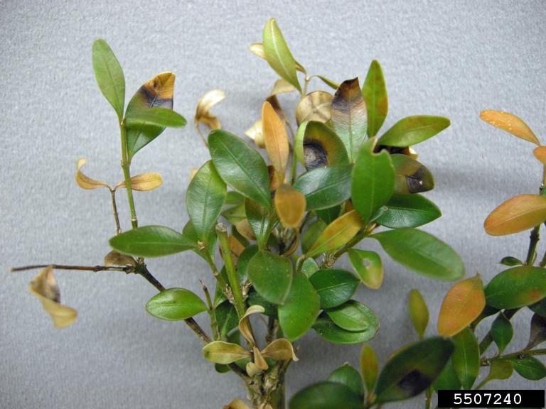 Boxwood blight (Calonectria pseudonaviculata (Crous, J.Z. Groenew. & C ...
