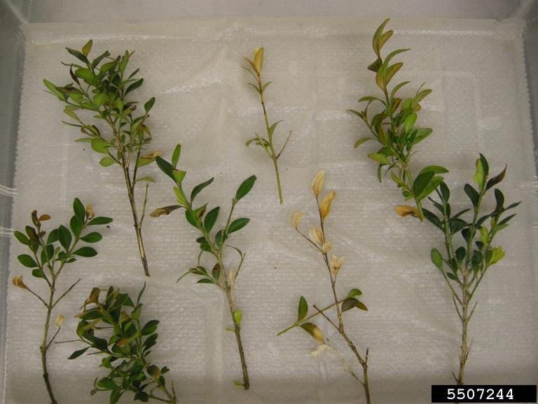 Boxwood blight (Calonectria pseudonaviculata (Crous, J.Z. Groenew. & C ...