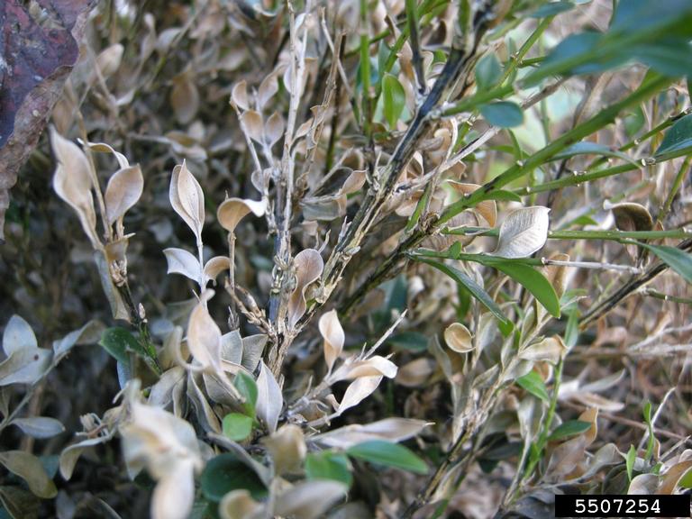 Boxwood blight (Calonectria pseudonaviculata)