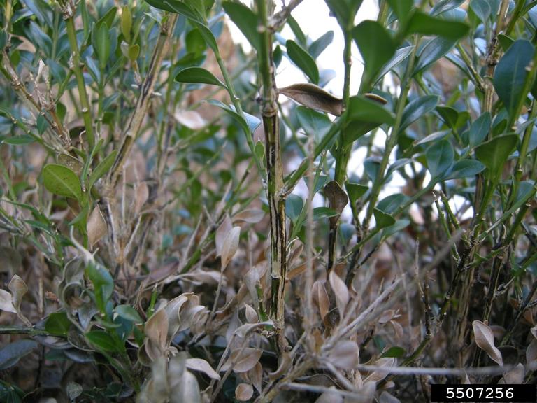 Boxwood blight (Calonectria pseudonaviculata (Crous, J.Z. Groenew. & C ...