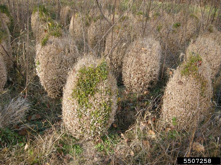 Boxwood blight (Calonectria pseudonaviculata (Crous, J.Z. Groenew. & C ...