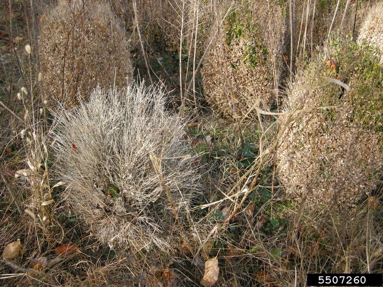 Boxwood blight (Calonectria pseudonaviculata)