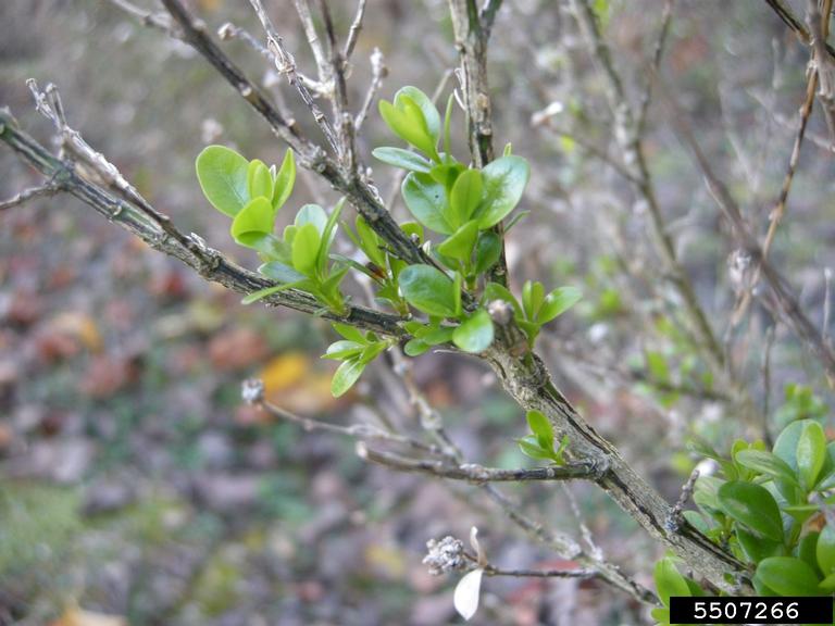 Boxwood blight (Calonectria pseudonaviculata)