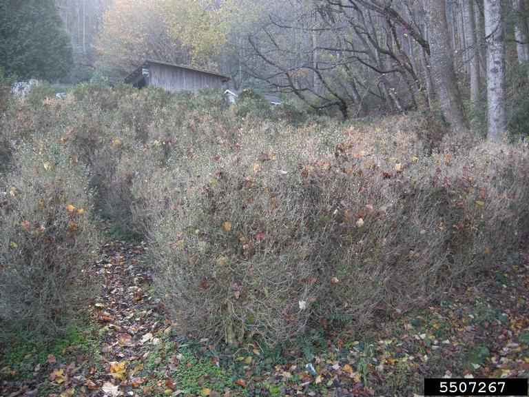 Boxwood blight (Calonectria pseudonaviculata)