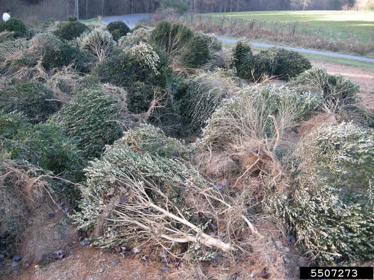 Boxwood blight (Calonectria pseudonaviculata (Crous, J.Z. Groenew. & C ...