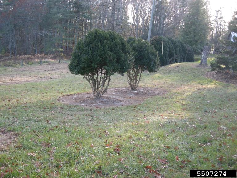 Boxwood blight (Calonectria pseudonaviculata (Crous, J.Z. Groenew. & C ...