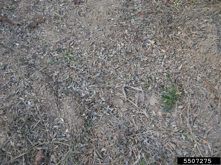 Boxwood blight (Calonectria pseudonaviculata)