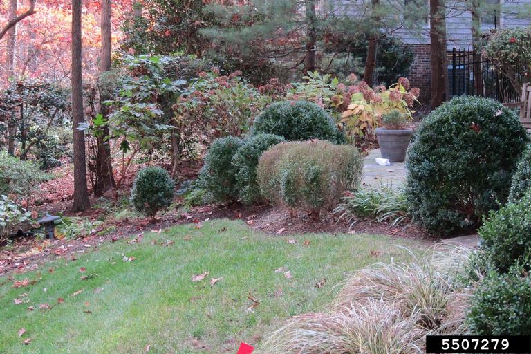 Boxwood blight (Calonectria pseudonaviculata ) on American boxwood ...