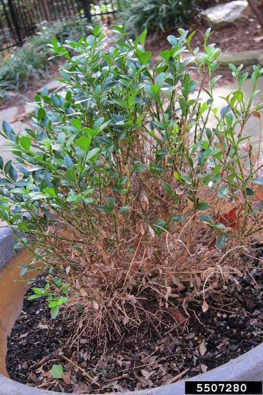 Boxwood blight (Calonectria pseudonaviculata (Crous, J.Z. Groenew. & C ...