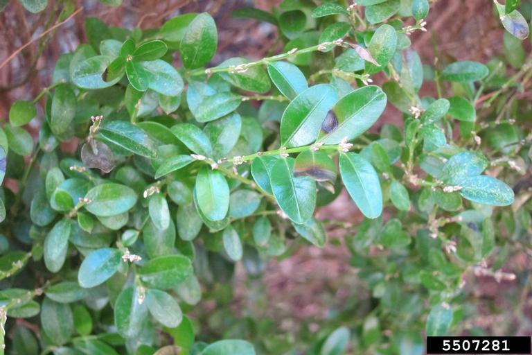 Boxwood blight (Calonectria pseudonaviculata (Crous, J.Z. Groenew. & C ...