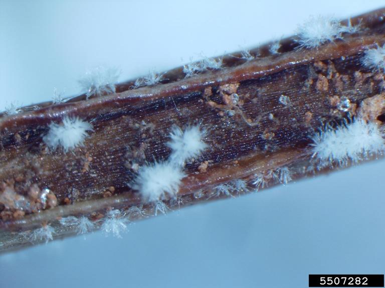 Boxwood blight (Calonectria pseudonaviculata (Crous, J.Z. Groenew. & C ...