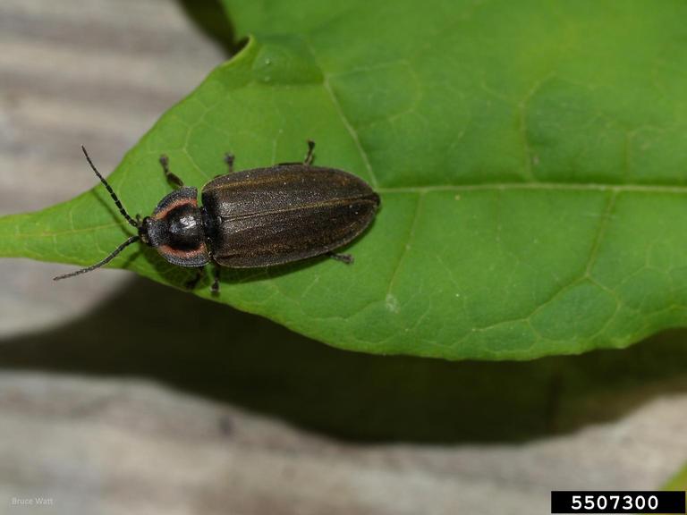 diurnal firefly (Ellychnia corrusca)