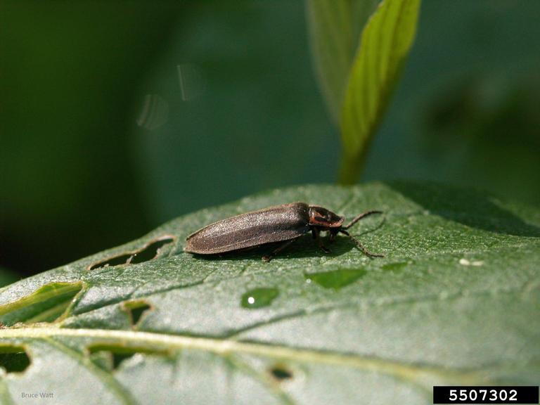 diurnal firefly (Ellychnia corrusca)