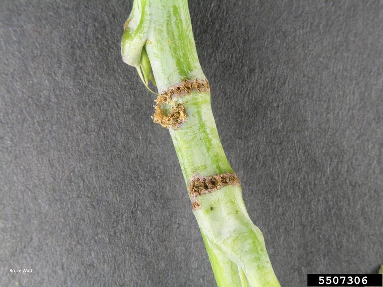 raspberry cane borer (Oberea perspicillata Haldeman, 1847)