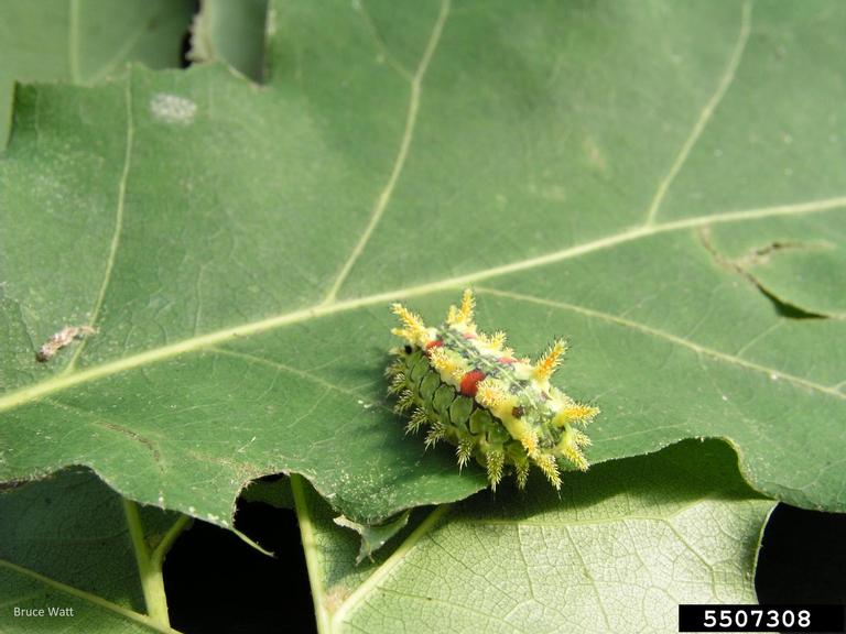 spiny oak slug (Euclea delphinii (Boisduval))