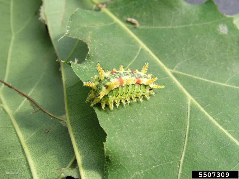 spiny oak slug (Euclea delphinii)