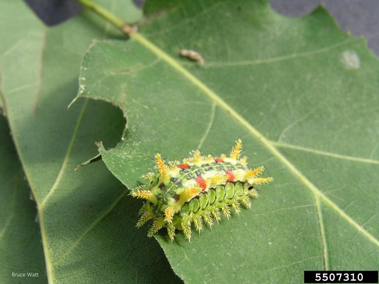 spiny oak slug (Euclea delphinii)