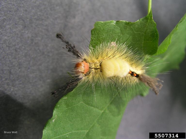 whitemarked tussock moth (Orgyia leucostigma)