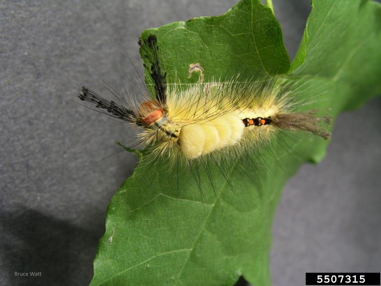 whitemarked tussock moth (Orgyia leucostigma)