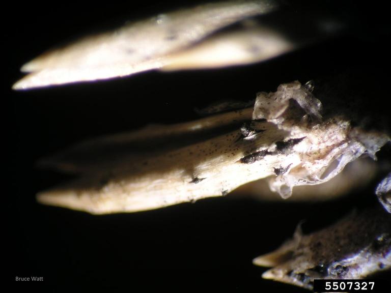 Diplodia blight (Sphaeropsis sapinea)