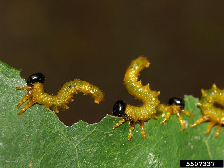 willow oak sawfly (Arge quidia)