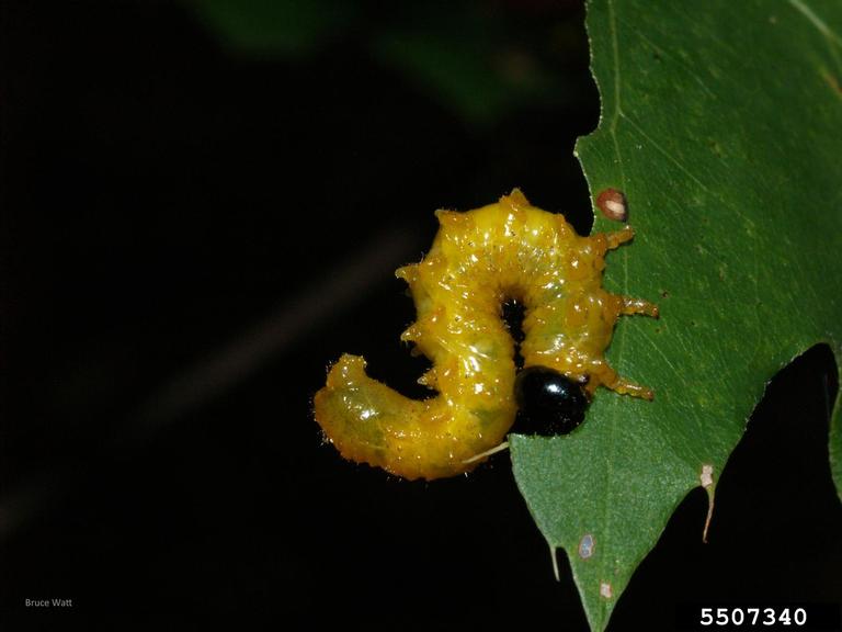 willow oak sawfly (Arge quidia Smith)