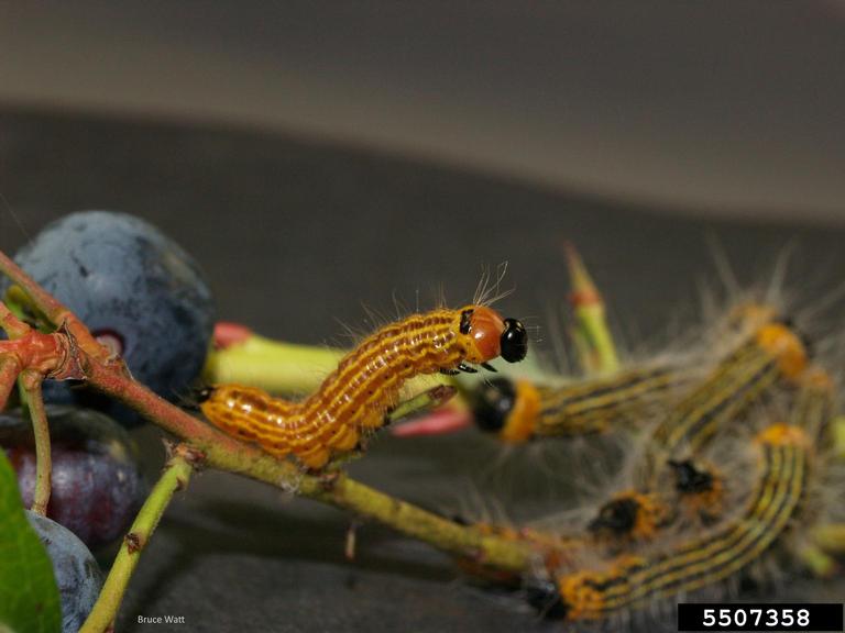 Drexel's datana (Datana drexelii)