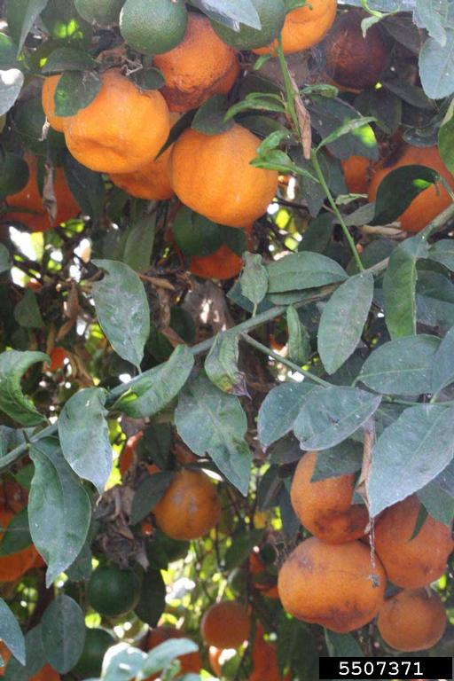 Borneo Rangpur (Citrus x limon cv. Borneo Rangpur (L.) Osbeck)
