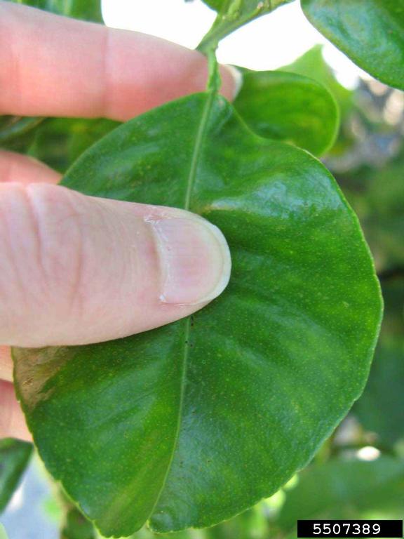 Bouquet (Citrus x aurantium cv. Bouquet)