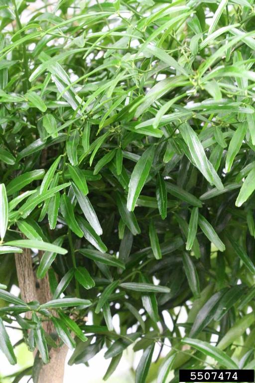 Brown River Finger Lime (Microcitrus papuana cv. Brown River Finger ...