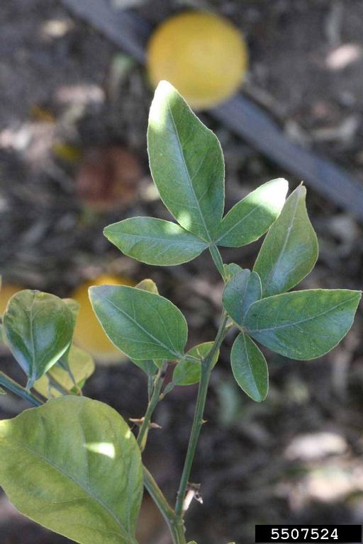 C-190 (Citrumelo hybrid cv. C-190 (Tanaka))