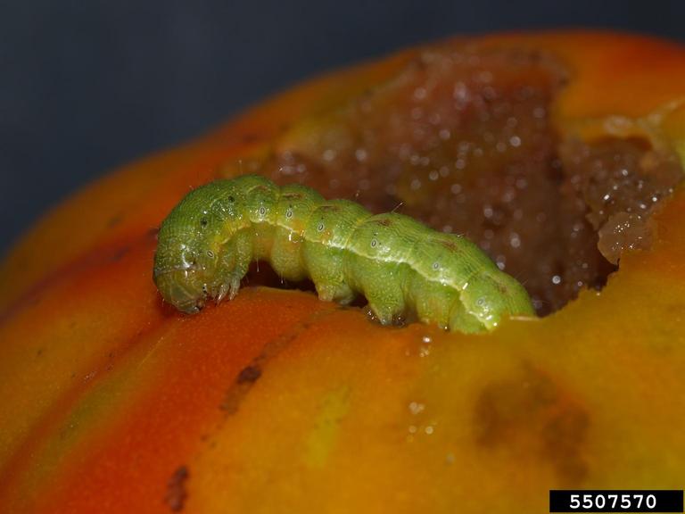 corn earworm, tomato fruitworm (Helicoverpa zea)
