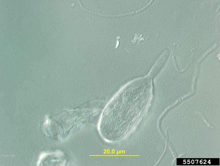 powdery mildew (Genus Erysiphe R. Hedw. ex DC.)