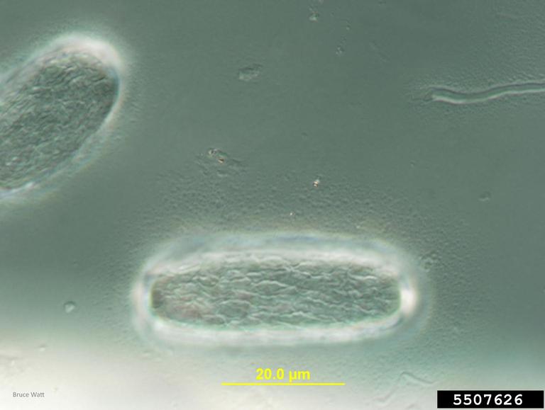 powdery mildew (Genus Erysiphe R. Hedw. ex DC.)